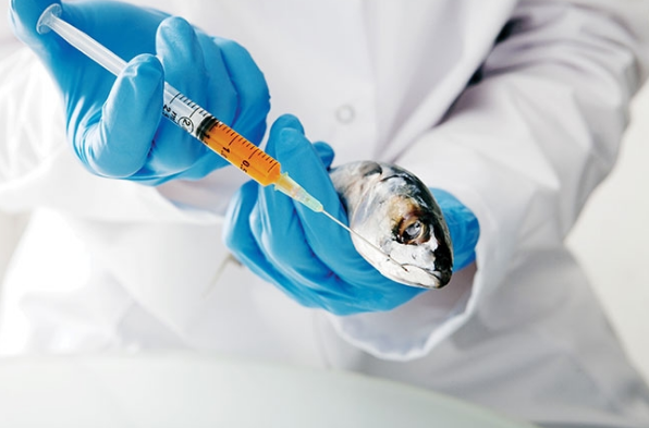 Các nhà khoa học tìm ra cách cá phát triển khả năng miễn dịch với bệnh tật